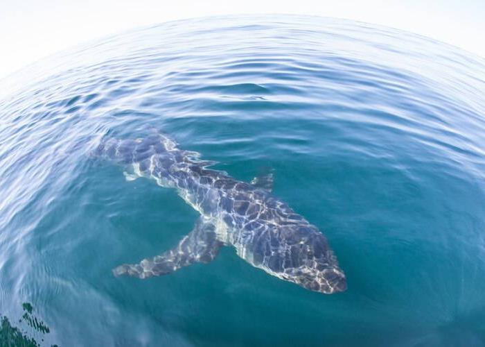 4 Places to Learn About & See Sharks on Cape Cod this Summer | Robert ...