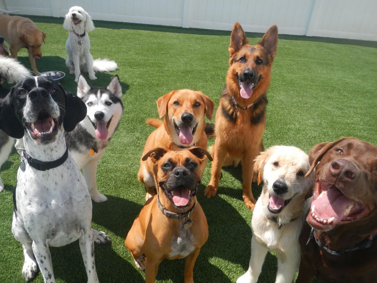 4th Annual Cape Cod Dog Center Fest | Robert Paul Properties