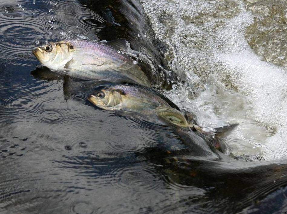 Cape Cod Herring Run Locations | Blog | Robert Paul Properties